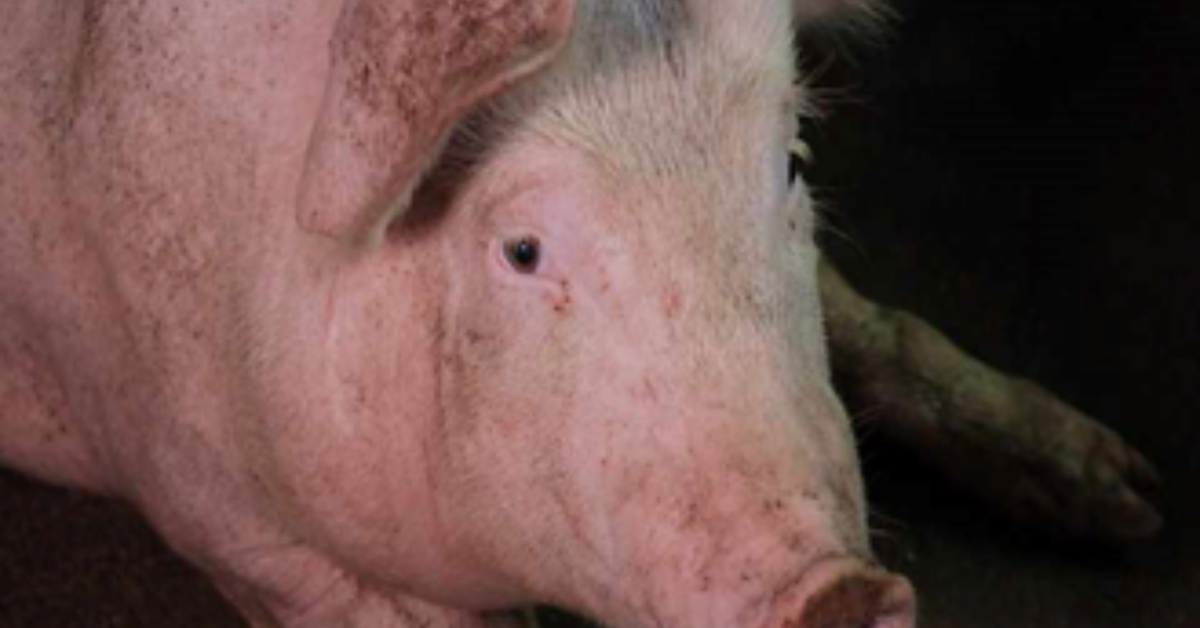 Camalig, posibleng maibalik sa Pink Zone matapos mag-negatibo sa ASF ...